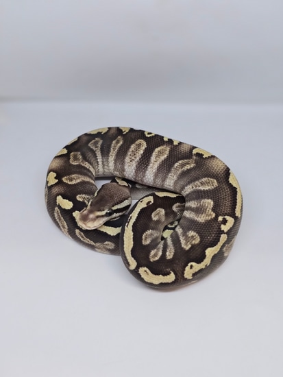 Pastel GHI Mojave Ball Python by Ol Brado Exotics