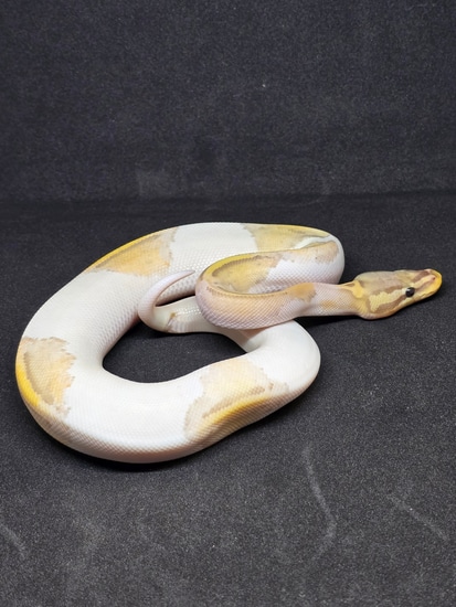 Male Super Pastel Banana Pied Ball Python by Ol Brado Exotics