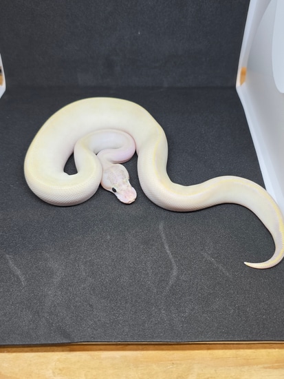Male Ivory Ball Python by Ol Brado Exotics