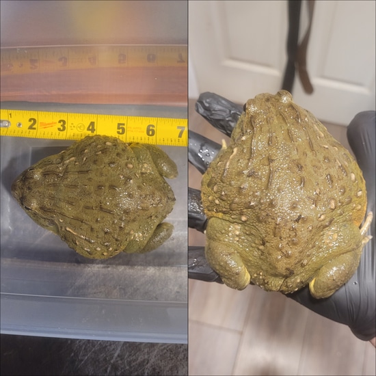 Big Pixie Frog (African Bullfrog) 6 Inches by Old World Exotics