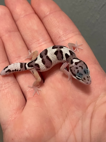 Mack Snow X Blizzard (Pet Only) (Free Shipping) Leopard Gecko by Nate’s ...
