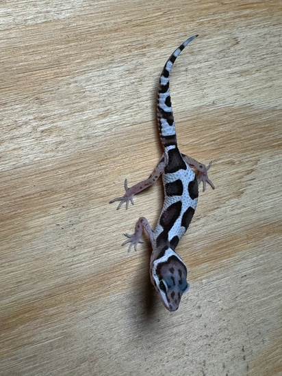 Mack Snow Bold Stripe Jungle X Blizzard Leopard Gecko by Nate’s Reptiles