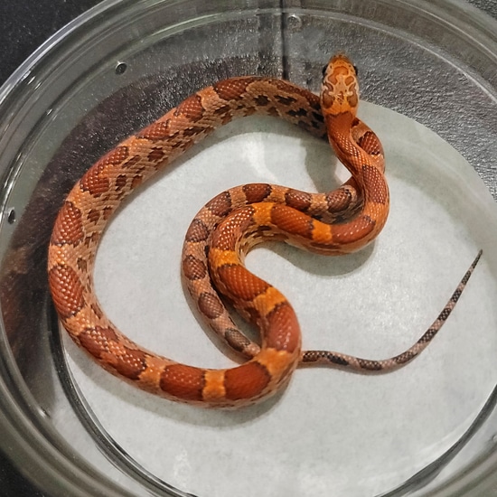 2024 Sherman Line Sunkissed Hypo(100% Pure Sherman Line Okeetee Hunt ...