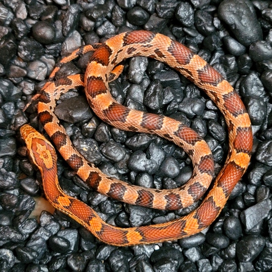 2024 Male OHC 100% Het Red Zeppelin / SK Hypo Corn Snake by Old City ...