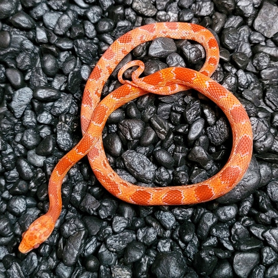 2024 Male OHC Pheonix Corn (SK Hypo/ Red Zeppelin Amel) Corn Snake by ...