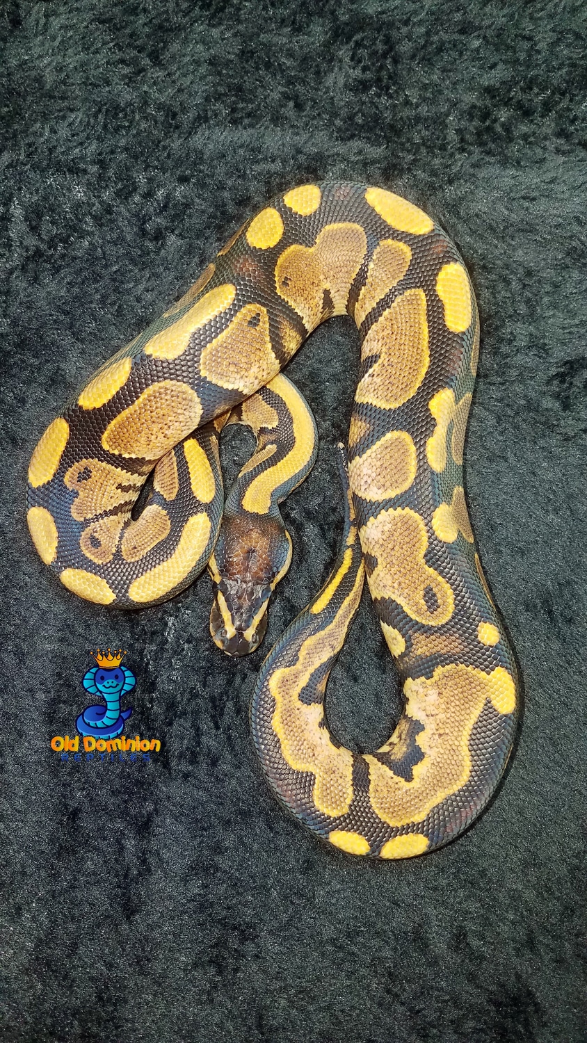 Calico Ball Python by Old Dominion Reptiles - MorphMarket
