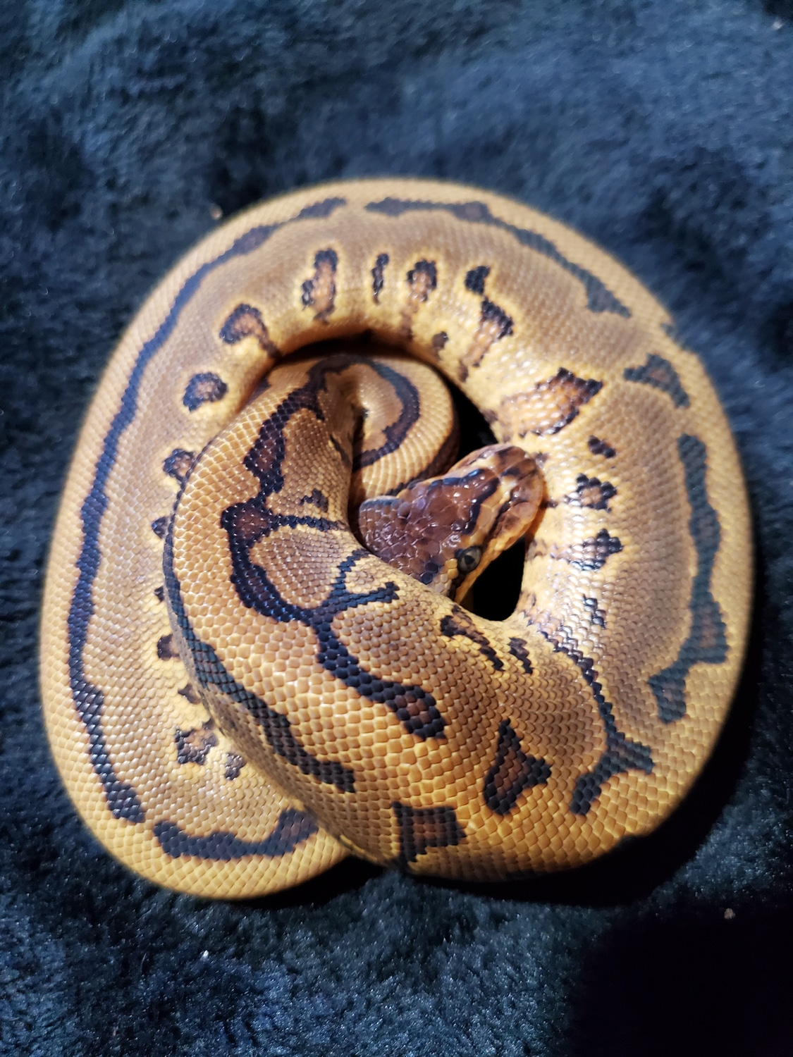 Leopard Yellow Belly Pinstripe Ball Python by Old Dominion Reptiles ...