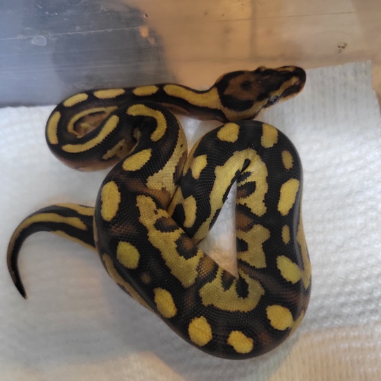 Yellow Belly Leopard Spector Ball Python by Old Dominion Reptiles