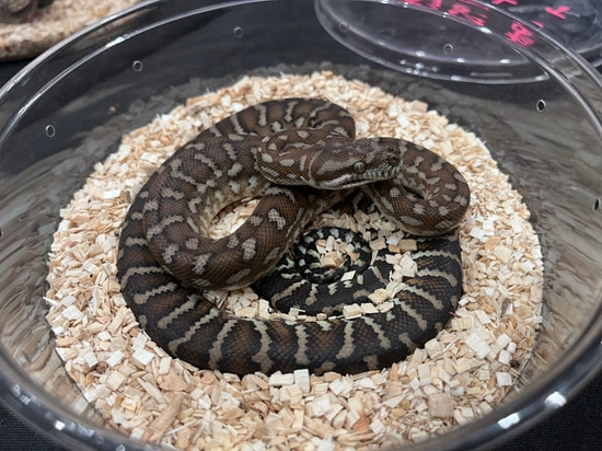 Bredl’s Carpet Python Other Carpet Python by The Old Man and the Hippie ...