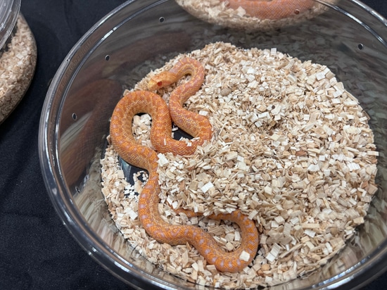 Applegate Gopher Snake by The Old Man and the Hippie’s Rockin’ Reptiles