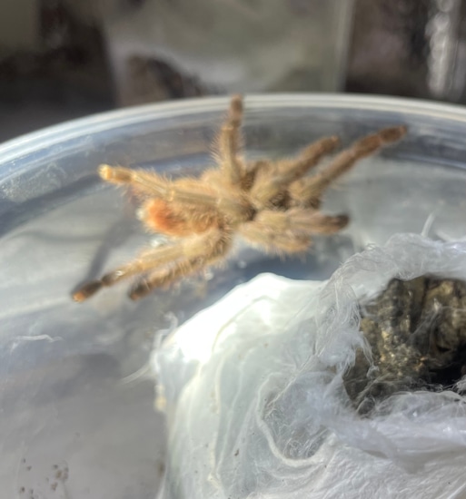 Caribena Laeta ( Puerto Rician Pink Toe) Tarantula by Old Pueblo Exotics