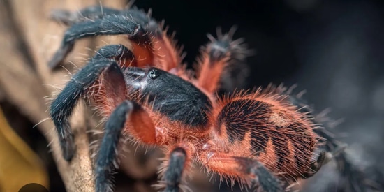 Davus Sp Panama (Lava) Tarantula by Old Pueblo Exotics