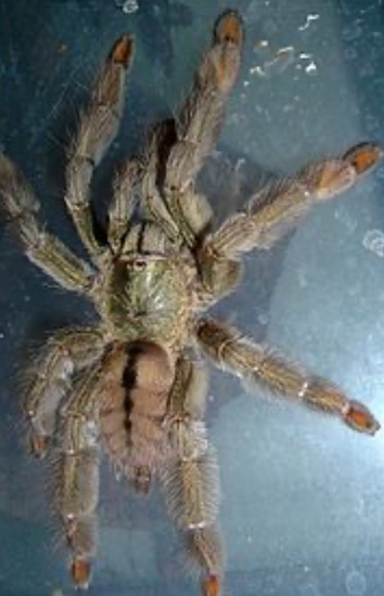 Psalmopoeus Cambridgei ( Trinidad Chevron) Tarantula by Old Pueblo Exotics