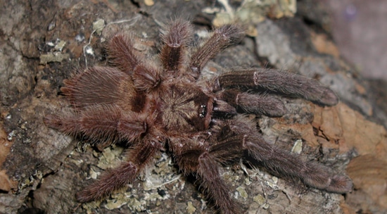 Psalmopoeus Reduncus (Orange Mouth) Tarantula by Old Pueblo Exotics