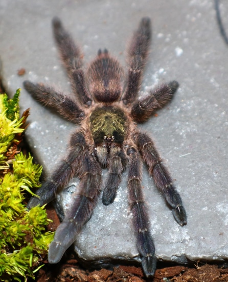 Tapinauchenius Rasti ( Carribean Diamond) Tarantula by Old Pueblo Exotics