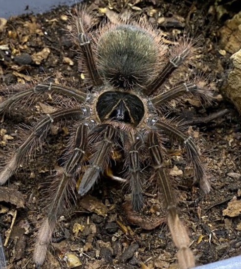 Theraphosa Apophysis (Pinkfoot Birdeater) Tarantula by Old Pueblo Exotics