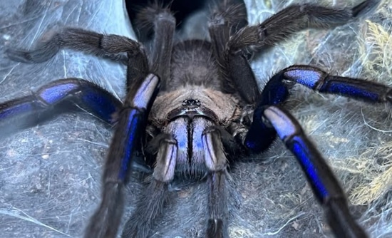 Chilobrachys Natanicharum (Electric Blue) Tarantula by Old Pueblo Exotics