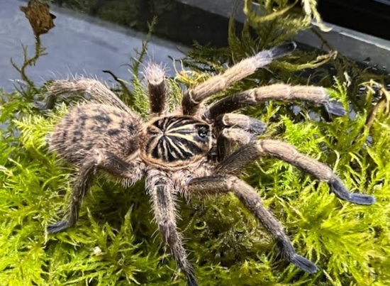 Idiothele Mira (Blue Foot Dwarf Baboon) Tarantula by Old Pueblo Exotics