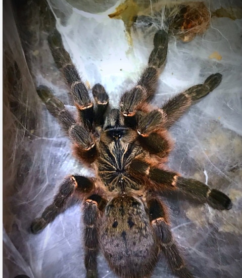 Pterinochilus Murinus DCF Kigoma Tarantula by Old Pueblo Exotics