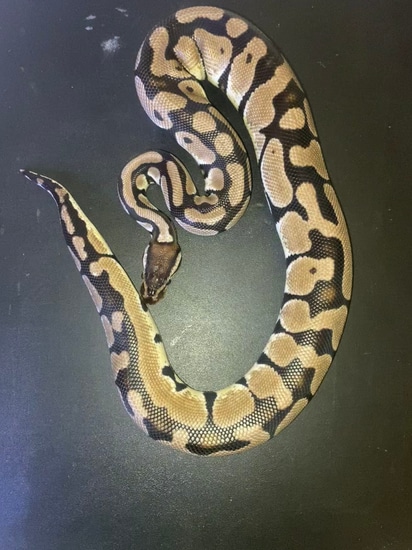 Pastel Axanthic (TSK) 66% Het Clown Ball Python by Old Pueblo Exotics
