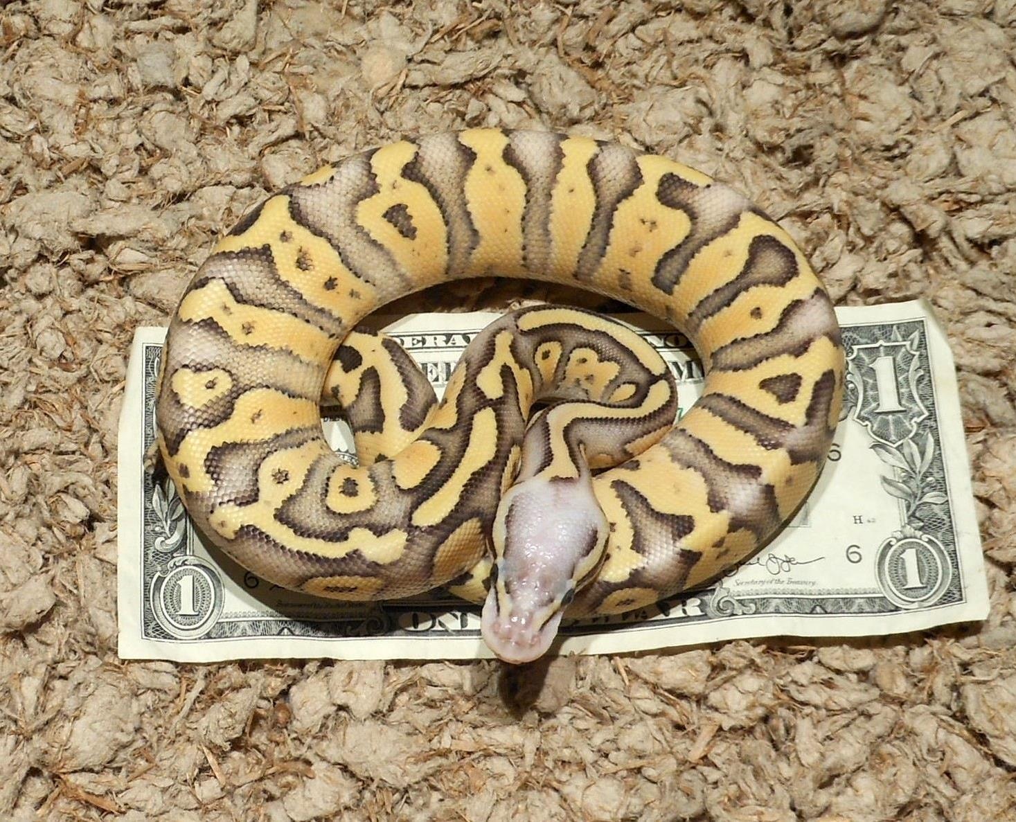 SuperFly Het Clown Ball Python by Old School Reptiles - MorphMarket