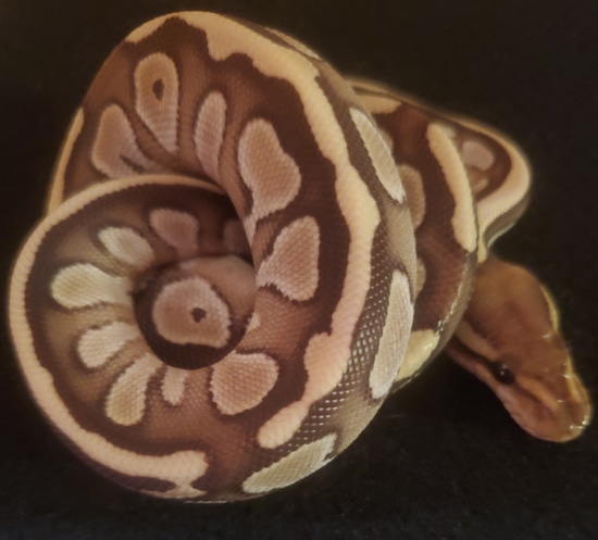 Butter Pos Mahogany 100% Het Ultramel Ball Python by Snake Bros Ohio