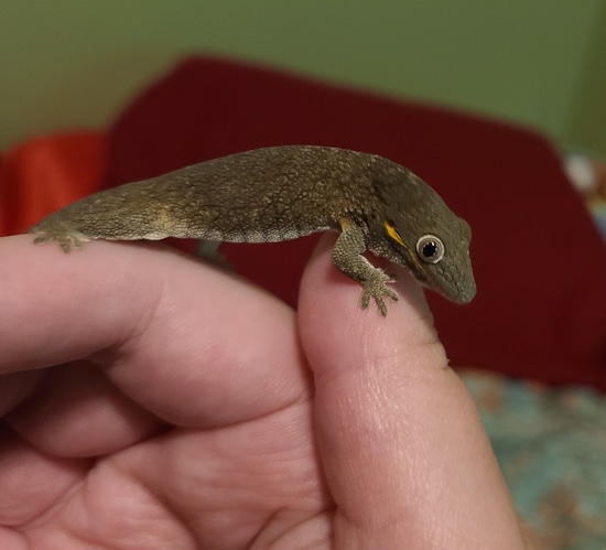 Eurydactylodes Agricolae (Bauer's Chameleon Gecko) More Gecko by Olindi ...