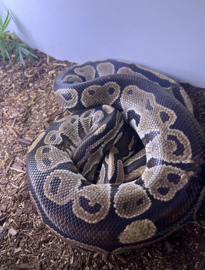 “Que” - Normal Ball Python by Pride Rock Pythons