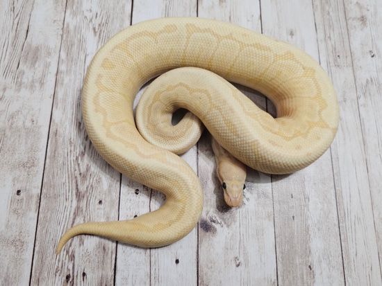 Banana Mojave Pinstripe Ball Python by Stardust Exotics