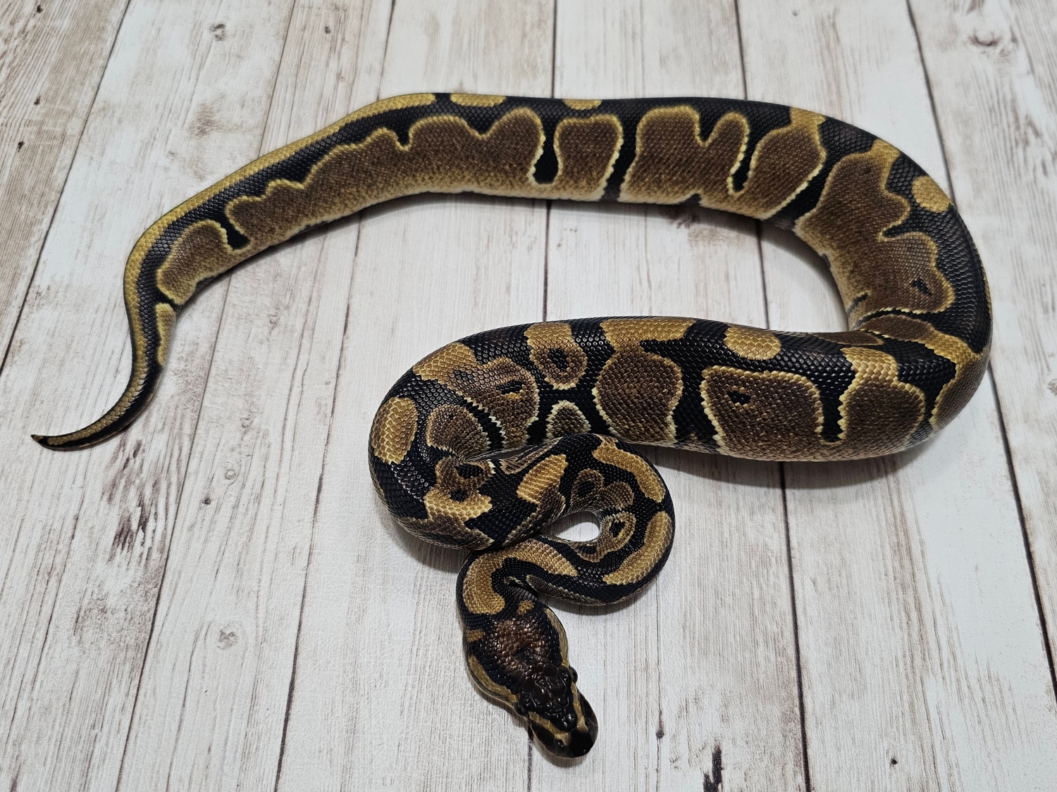 50% Het Pied Ball Python by Stardust Exotics - MorphMarket