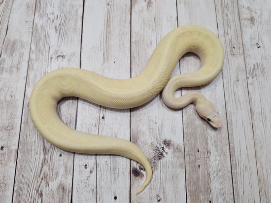 Banana Enchi Pinstripe Pastel Fire *READ DESCRIPTION* Ball Python by ...