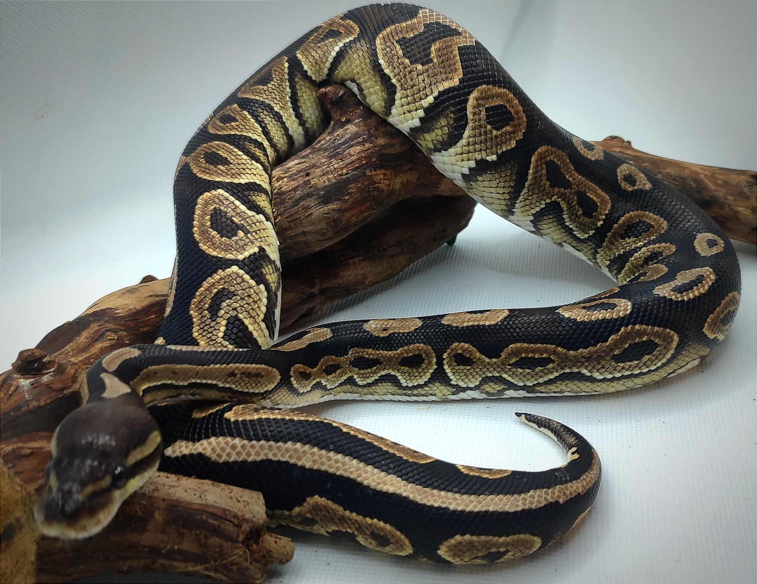 Black Pastel, Het. Hypo Ball Python by Snakes O&N Fire - MorphMarket