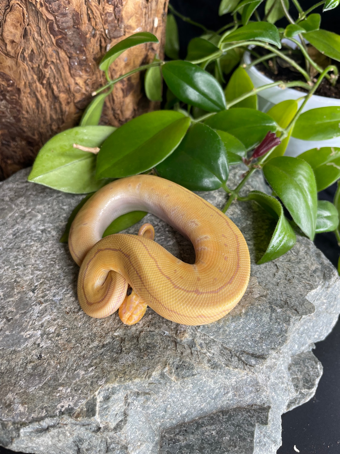 Banana Fire Pinstripe Ball Python by Coiled Constrictors - MorphMarket