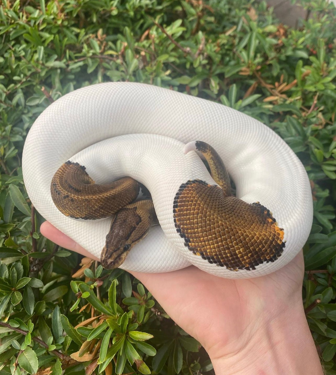 Pinstripe Pied Ball Python by Coiled Constrictors - MorphMarket