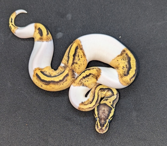Vanilla Or Fire. Pastel Pied Ball Python by Royal Spot the Balls