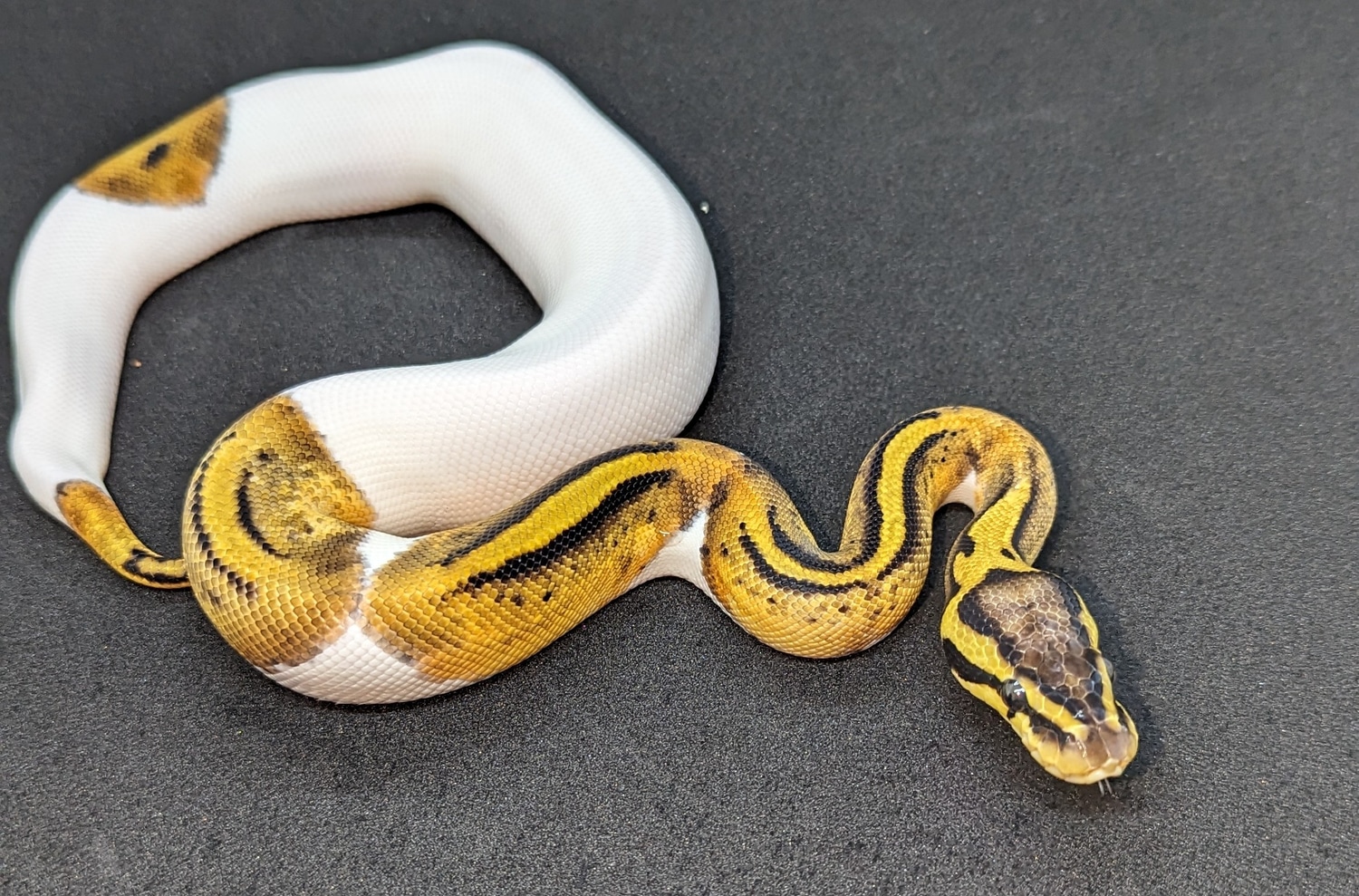 Vanilla/fire, Pastel Pied Ball Python by Royal Spot the Balls - MorphMarket