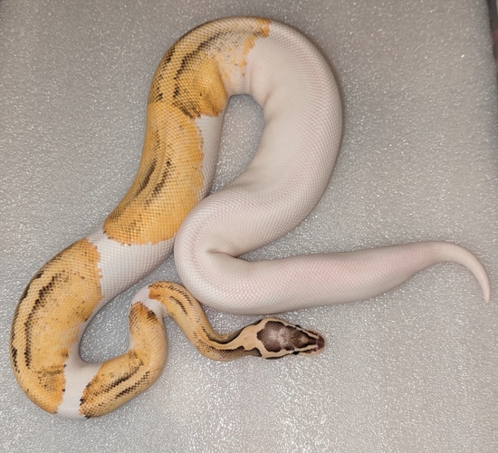 Superpastel Vanilla Ball Python by Royal Spot the Balls
