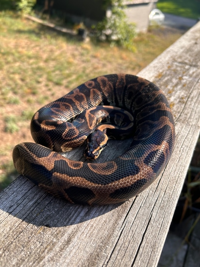 Leopard Sable 50% Hetpied Ball Python by Praay’s Pythons