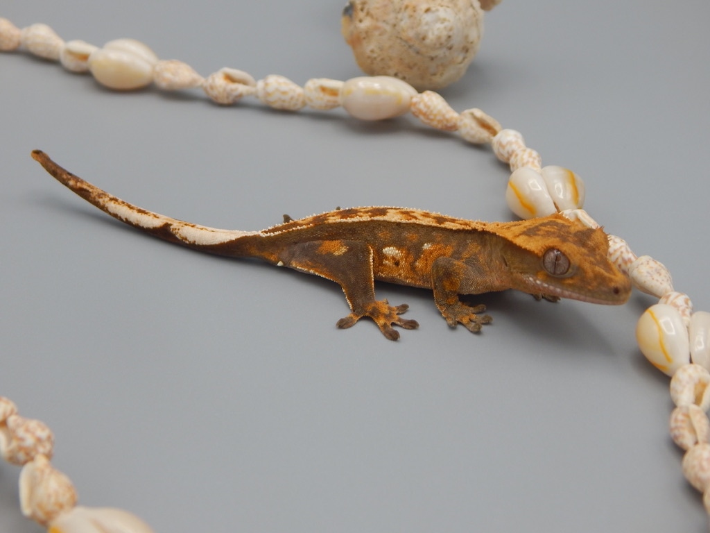 Super Stripe Line Crested Gecko by Olympia Geckos - MorphMarket