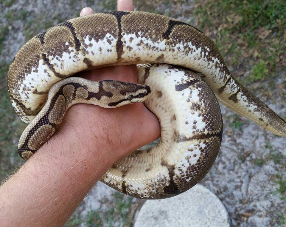 Spider Ball Python by Olympian Exotics - MorphMarket