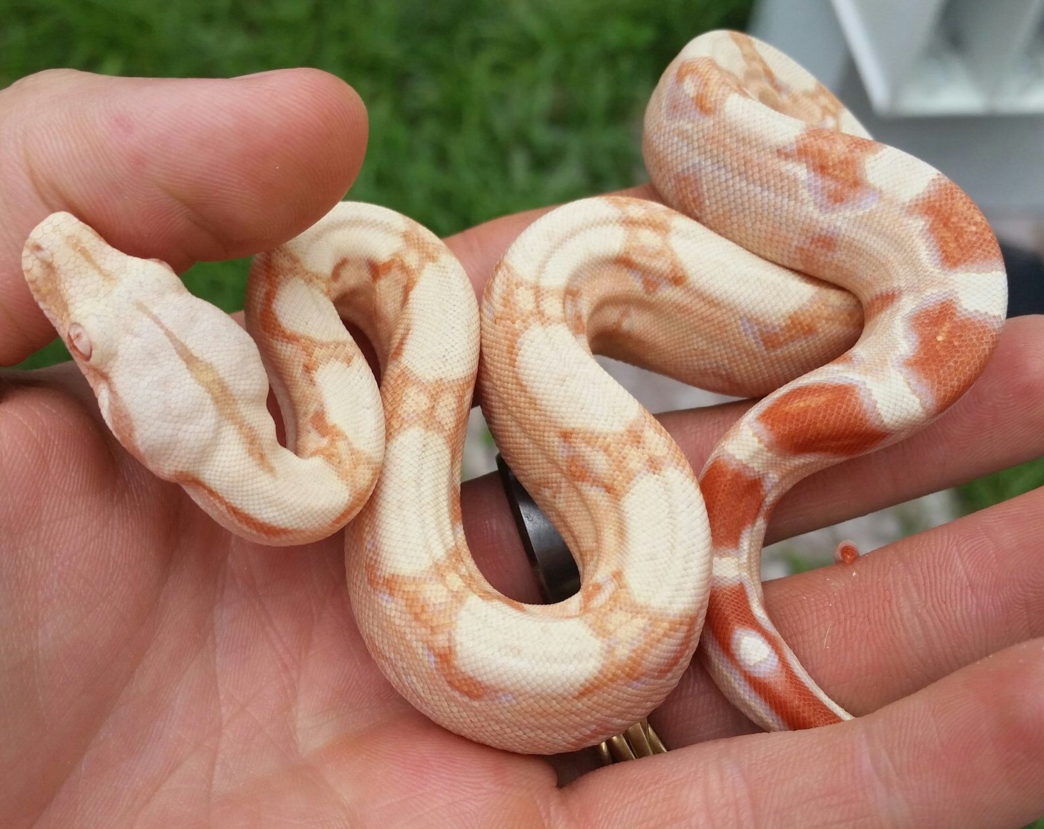 Kahl Albino Boa Constrictor by Olympian Exotics - MorphMarket