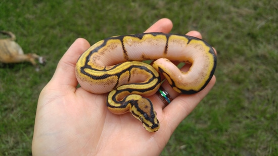 Calico Spider Orange Dream Ball Python by Olympian Exotics