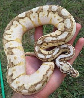 Queen Bee Calico Ball Python by Olympian Exotics
