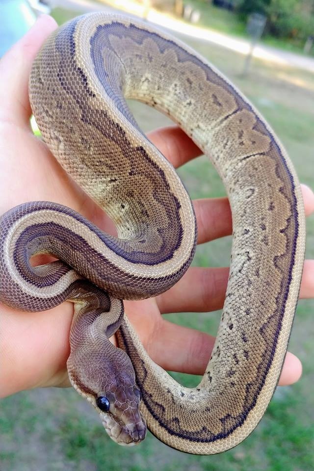 Cinnamon Pinstripe Harlequin Ball Python by Olympian Exotics - MorphMarket