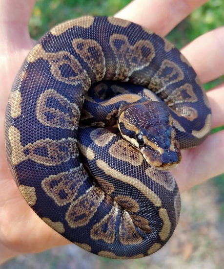 Sable Ball Python by Olympian Exotics