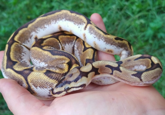 Calico Spider 100%Het Clown 50% Het Pied Ball Python by Olympian Exotics