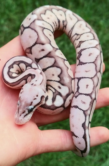 Pastel Cinnamon Spider Yellowbelly Ball Python by Olympian Exotics