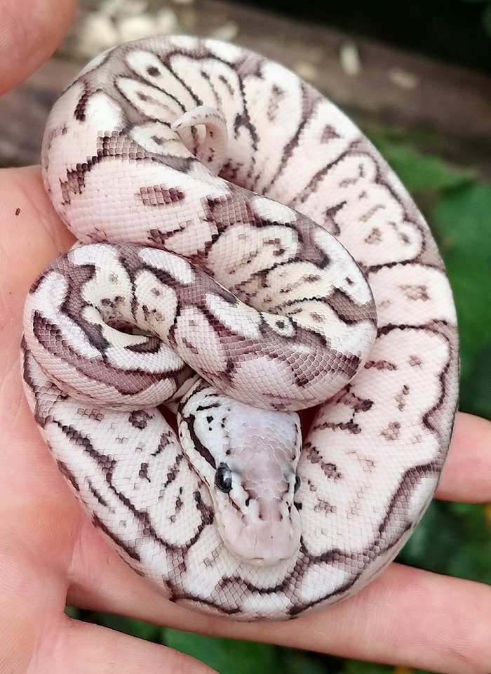Pastel Cinnamon Spider Yellowbelly Ball Python by Olympian Exotics ...