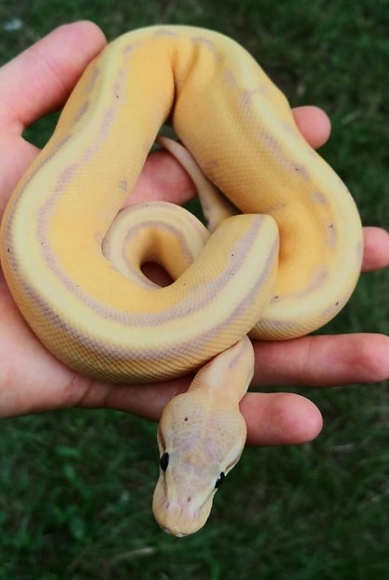 Banana Genetic Stripe Ball Python by Olympian Exotics - MorphMarket