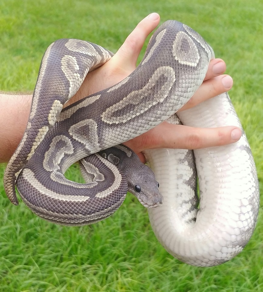 Cinnamon Orange Ghost Ball Python by Olympian Exotics - MorphMarket